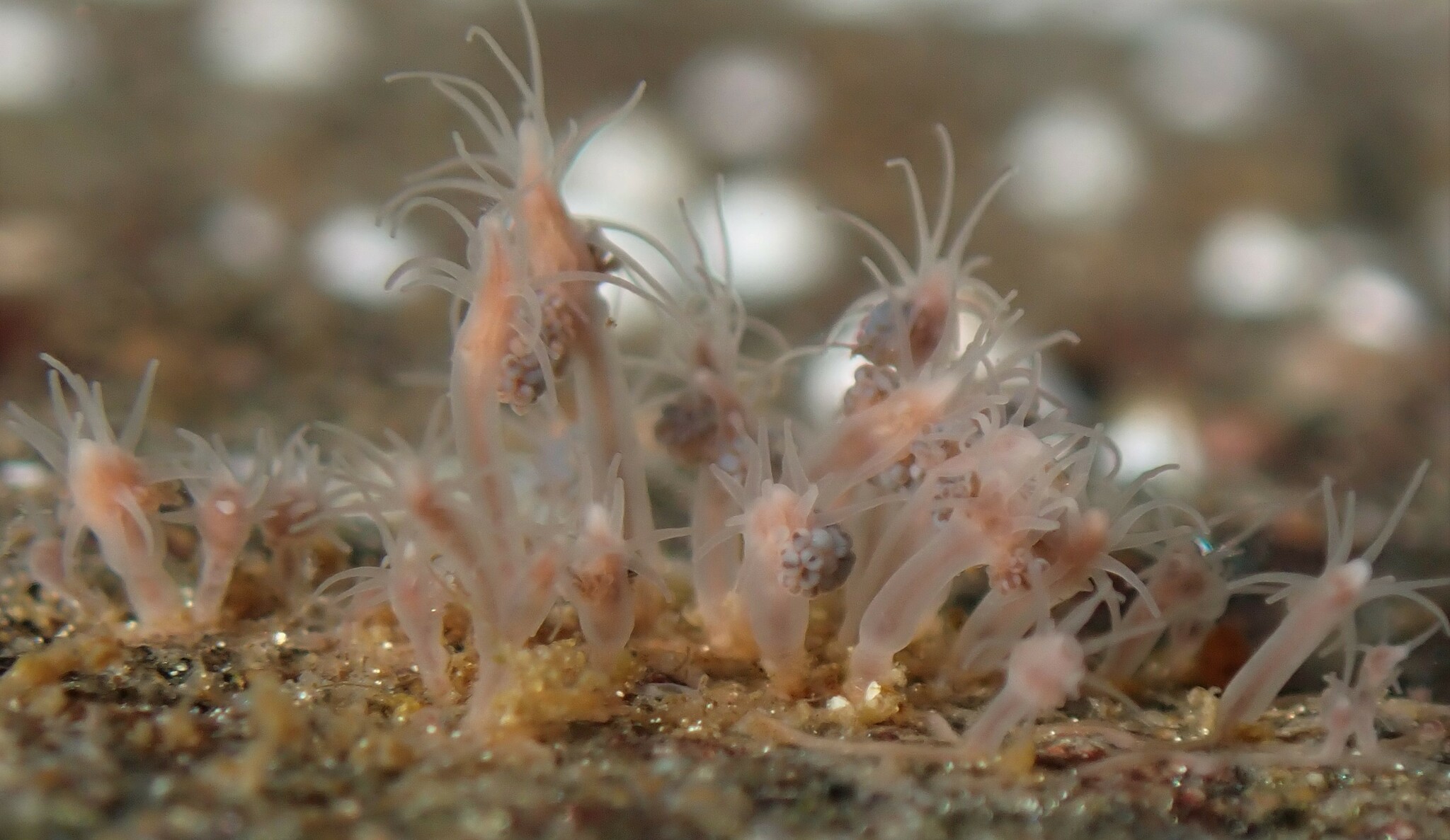 Clava multicornis (Forsskål, 1775)