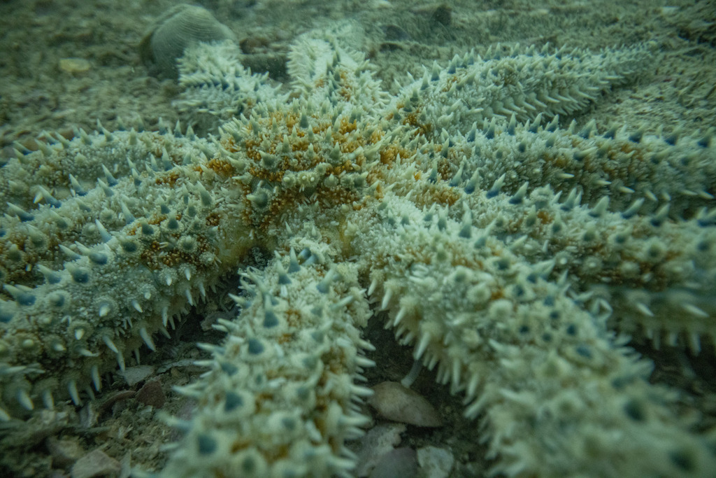 Eleven-armed Sea Star from Auckland, New Zealand on June 23, 2022 at 02 ...