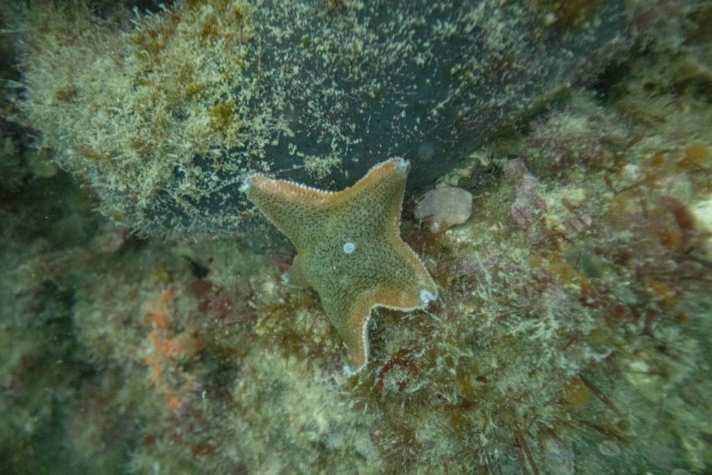 New Zealand Common Cushion Star from Auckland, New Zealand on June 23 ...