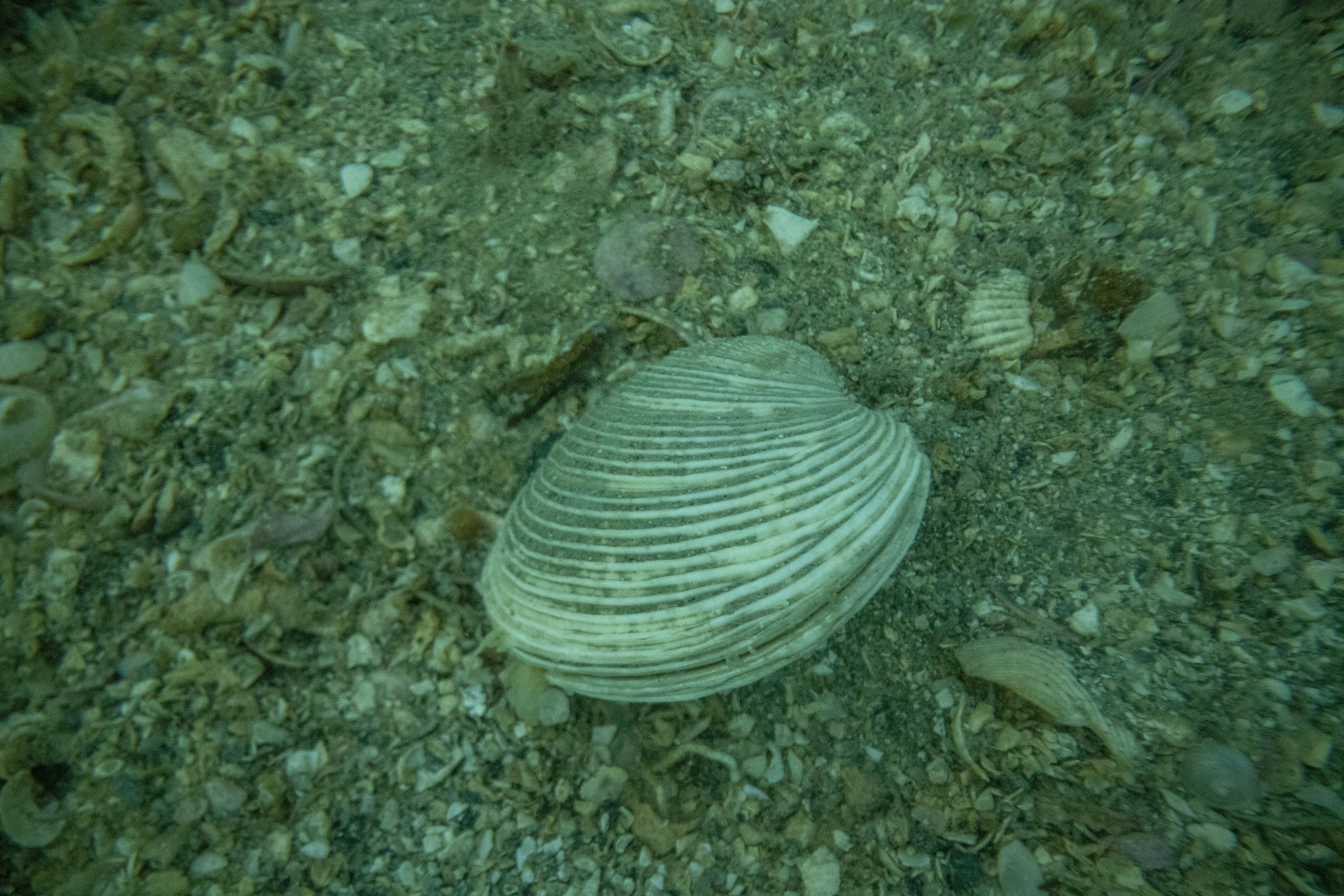 Dosina mactracea (Broderip, 1835)