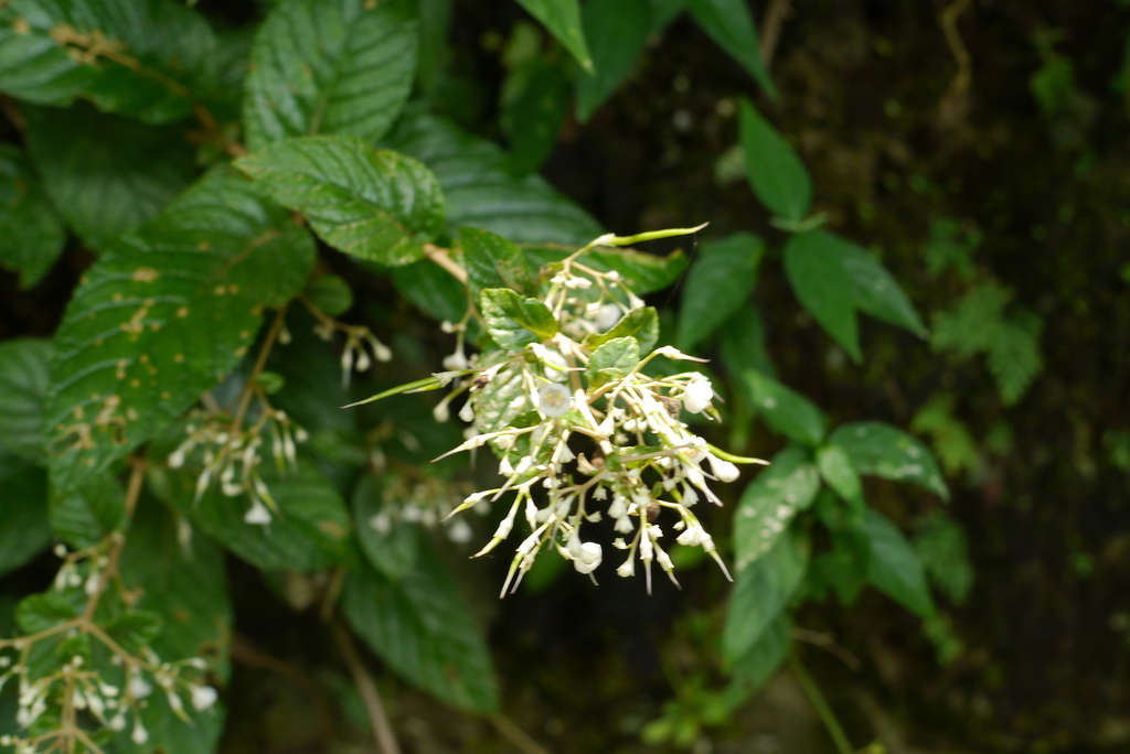 (Paraboea swinhoei) - Botanical Realm