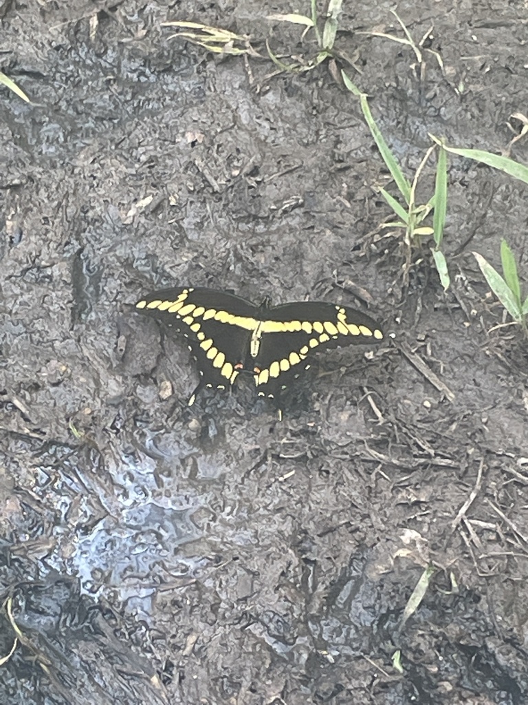 Eastern Giant Swallowtail from E 980 Rd, Prague, OK, US on June 24 ...