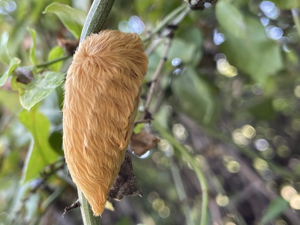 Southern Flannel Moth from Santiago, NL, MX on June 24, 2022 at 05:04 ...