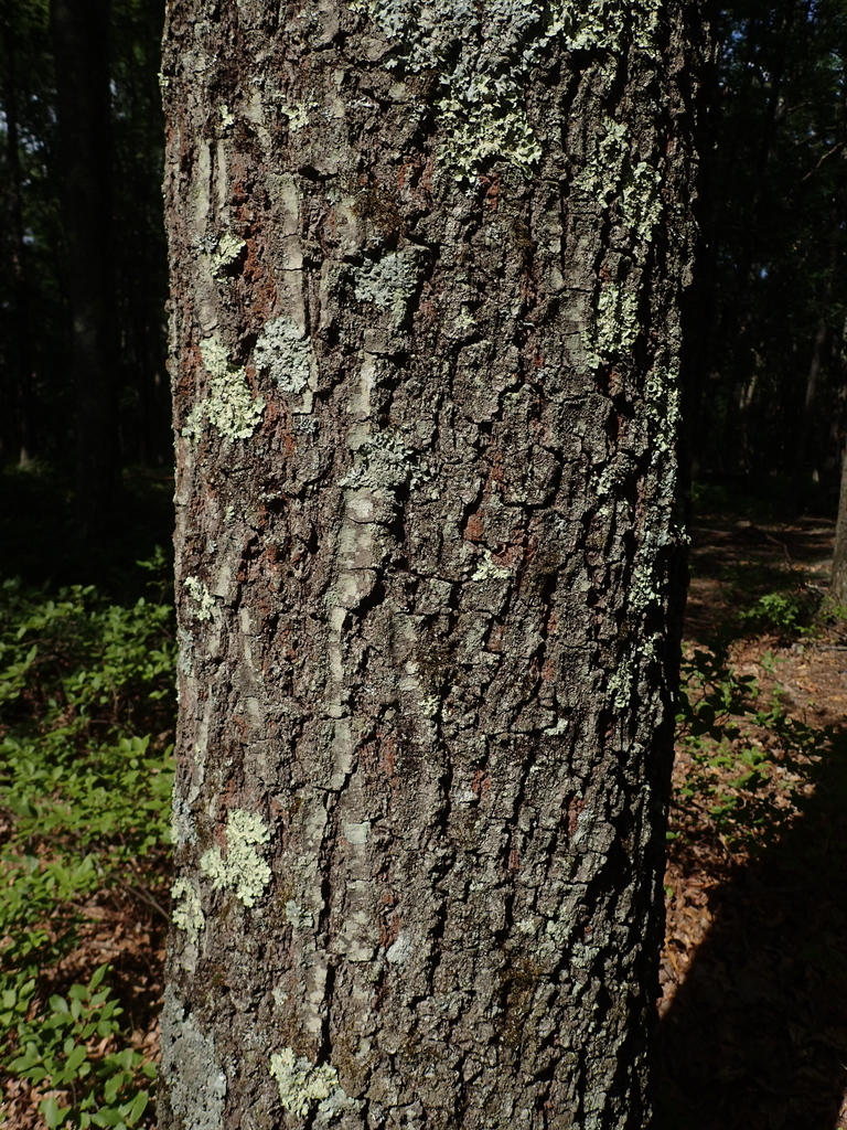 scarlet oak from Pike County, PA, USA on July 5, 2018 at 03:54 PM by ...
