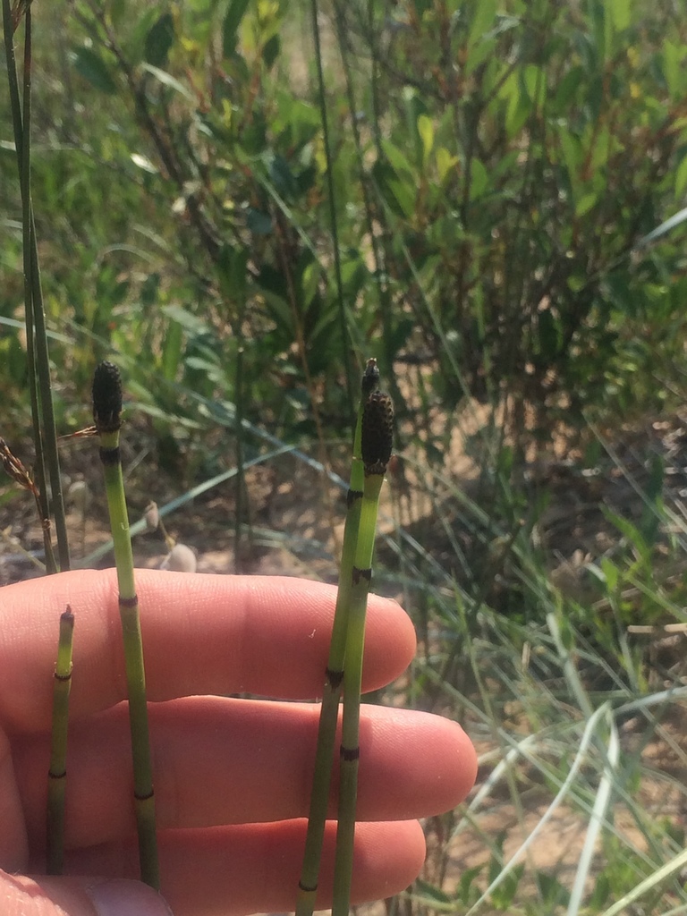 Hippochaete from Wilderness State Park, Levering, MI, US on July 4 ...
