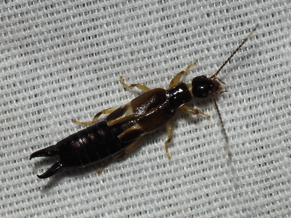 African earwig from Lee County, TX, USA on June 23, 2022 at 10:02 PM by ...