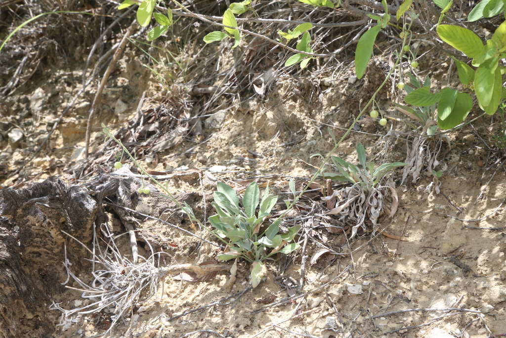 Zapata Bladderpod in June 2022 by Reid Hardin · iNaturalist