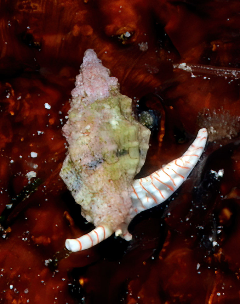 Macteola theskela (Melvill & Standen, 1895)