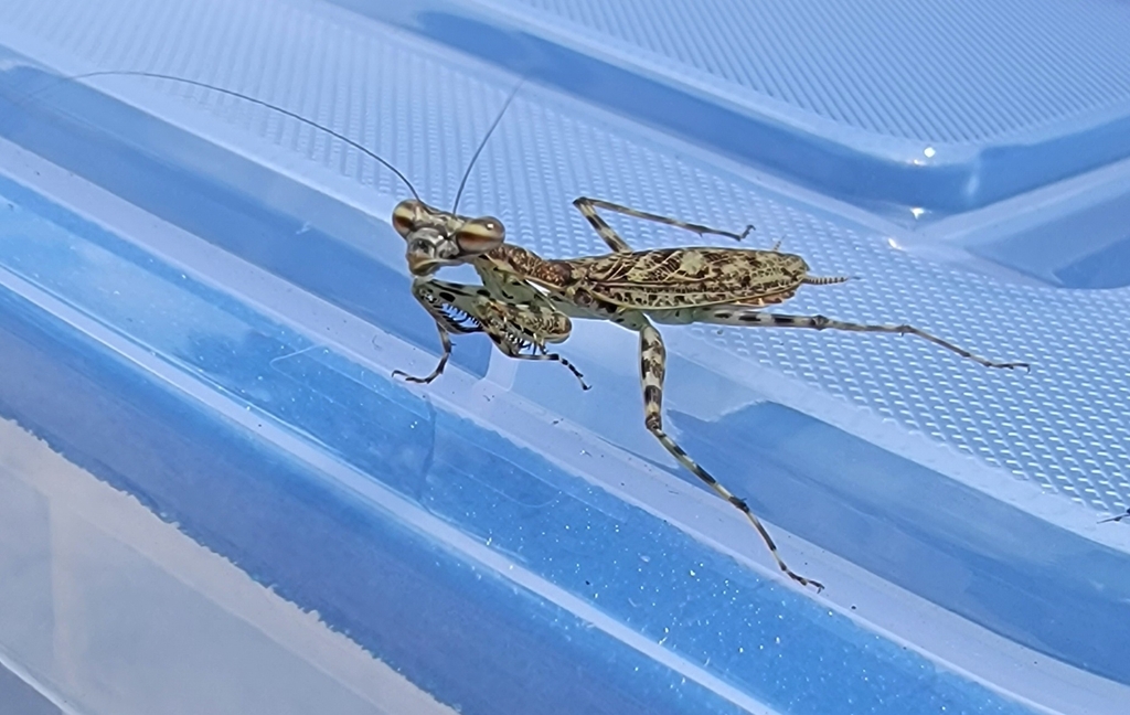 Mayan Lichen Mantis from Fort Lauderdale, FL 33323, USA on June 24 ...