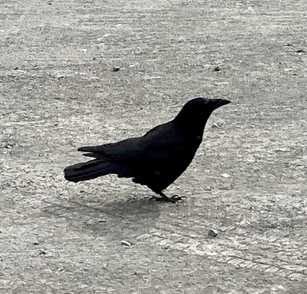 Northwestern Crow from Adams Ave, Cordova, AK, US on June 23, 2022 at ...