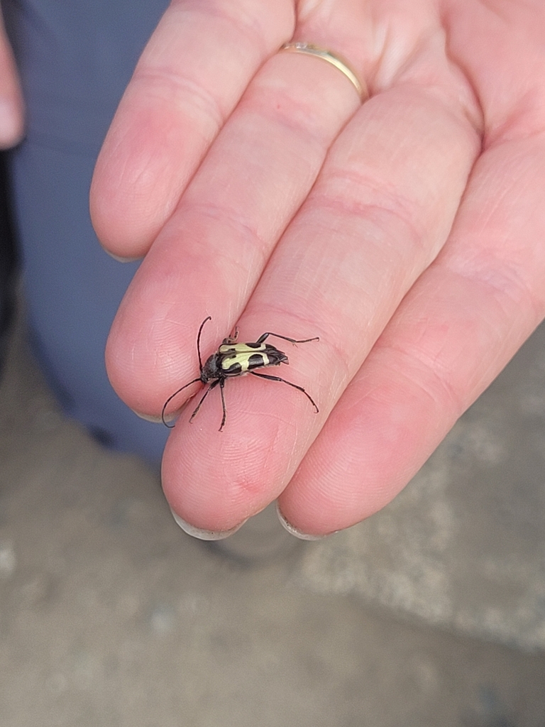 Judolia instabilis from Yosemite National Park, Mariposa County, US-CA ...