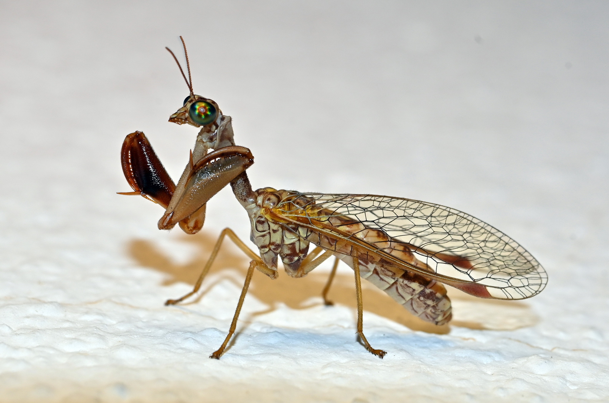 Mantispa styriaca (Poda, 1761)