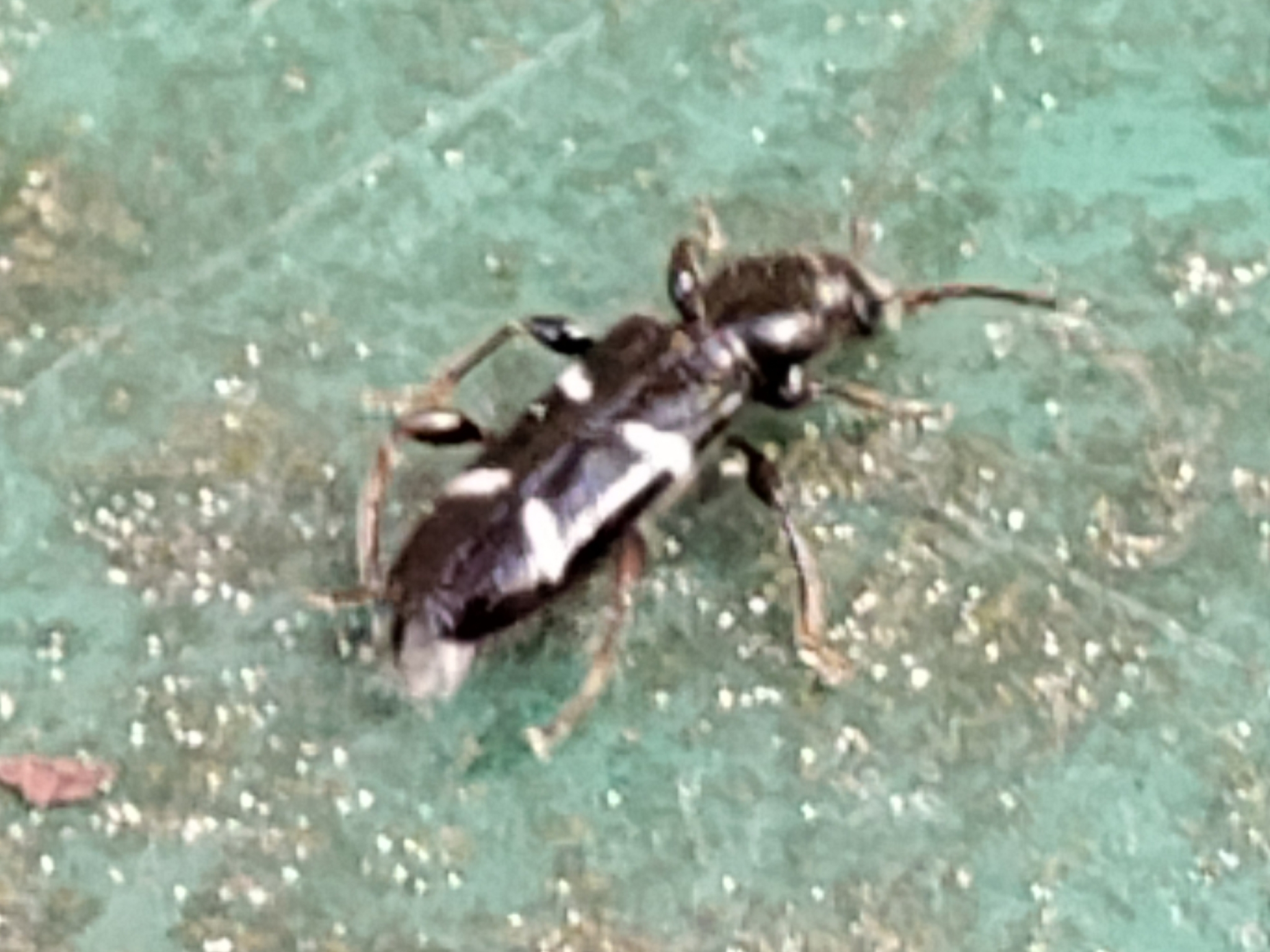 Phymatodes nitidus LeConte, 1874