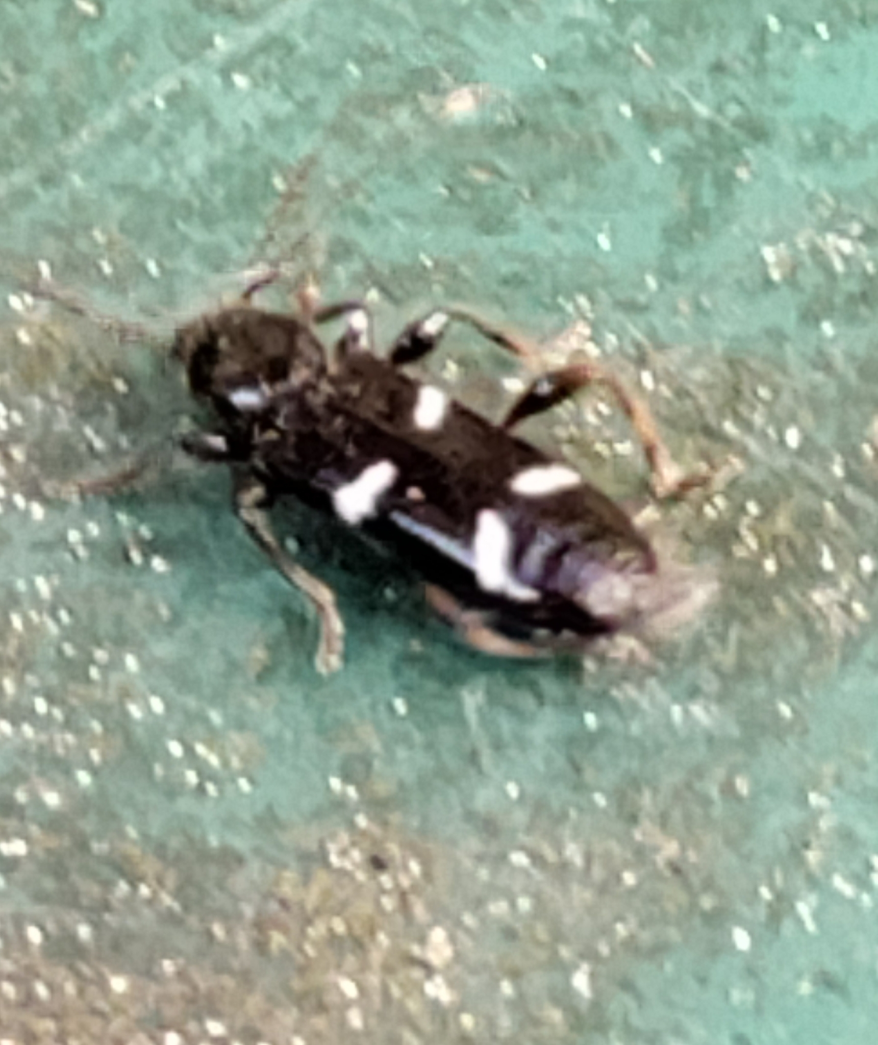 Phymatodes nitidus LeConte, 1874