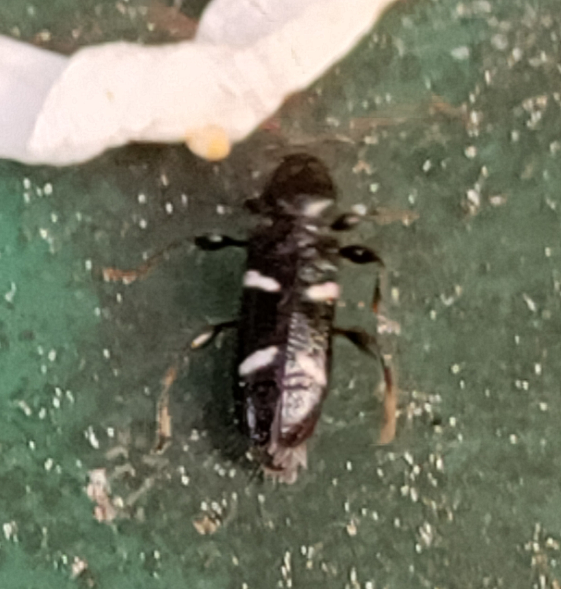 Phymatodes nitidus LeConte, 1874