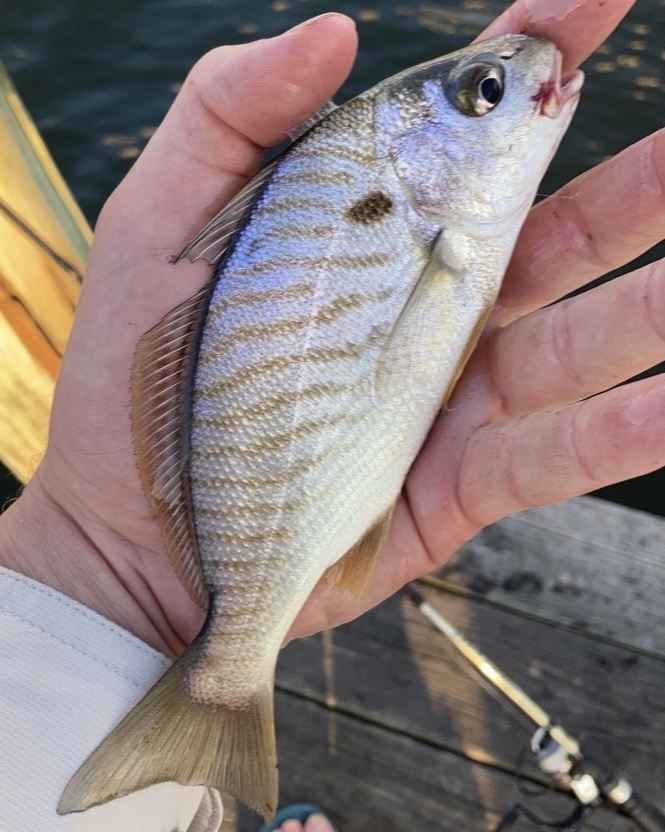 Spot Croaker from Patuxent River, Solomons, MD, US on June 24, 2022 at ...