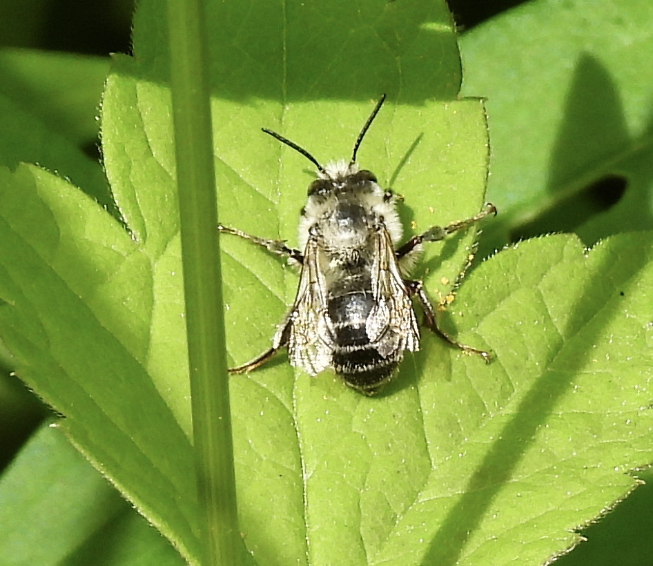 Anthophora terminalis Cresson, 1869