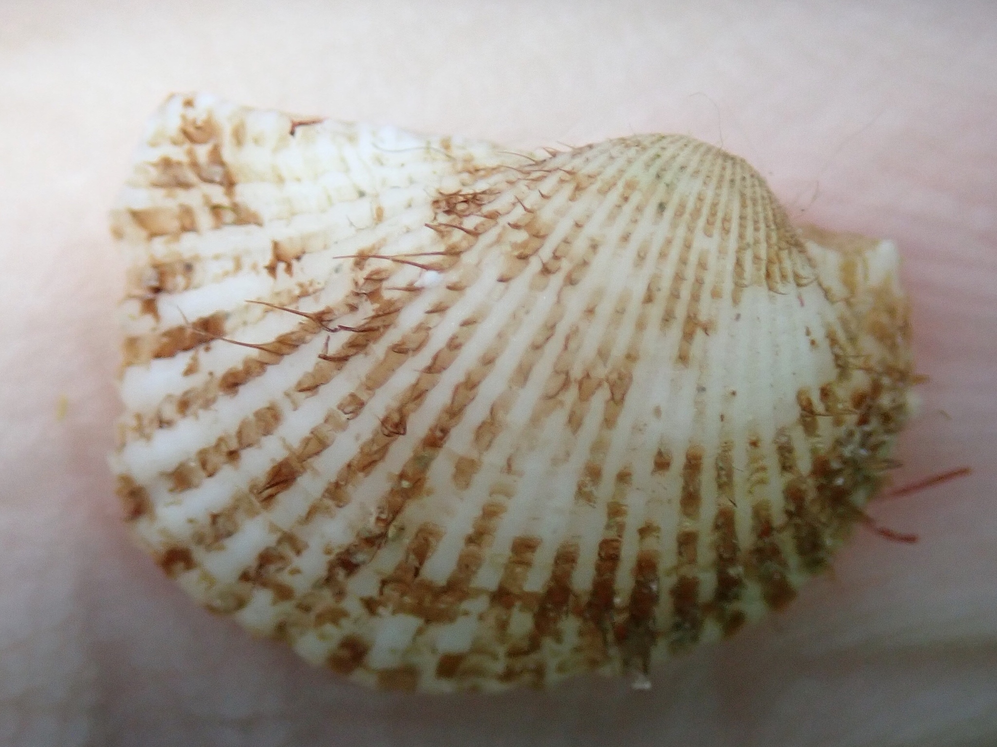 Anadara notabilis (Röding, 1798)