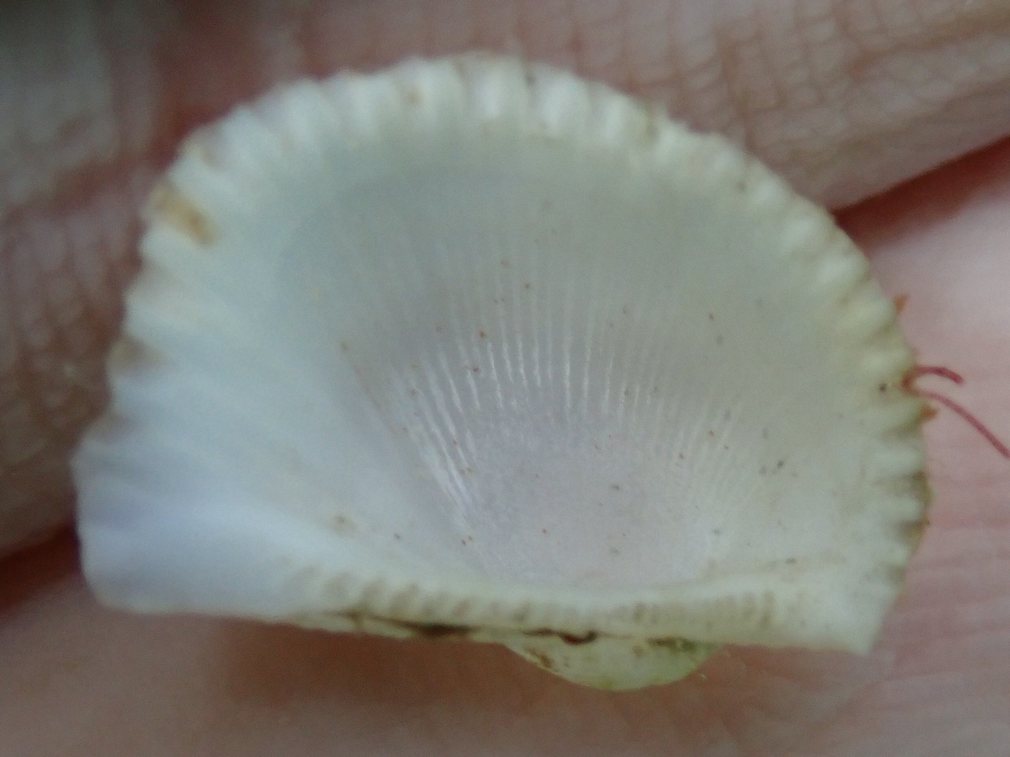 Anadara notabilis (Röding, 1798)