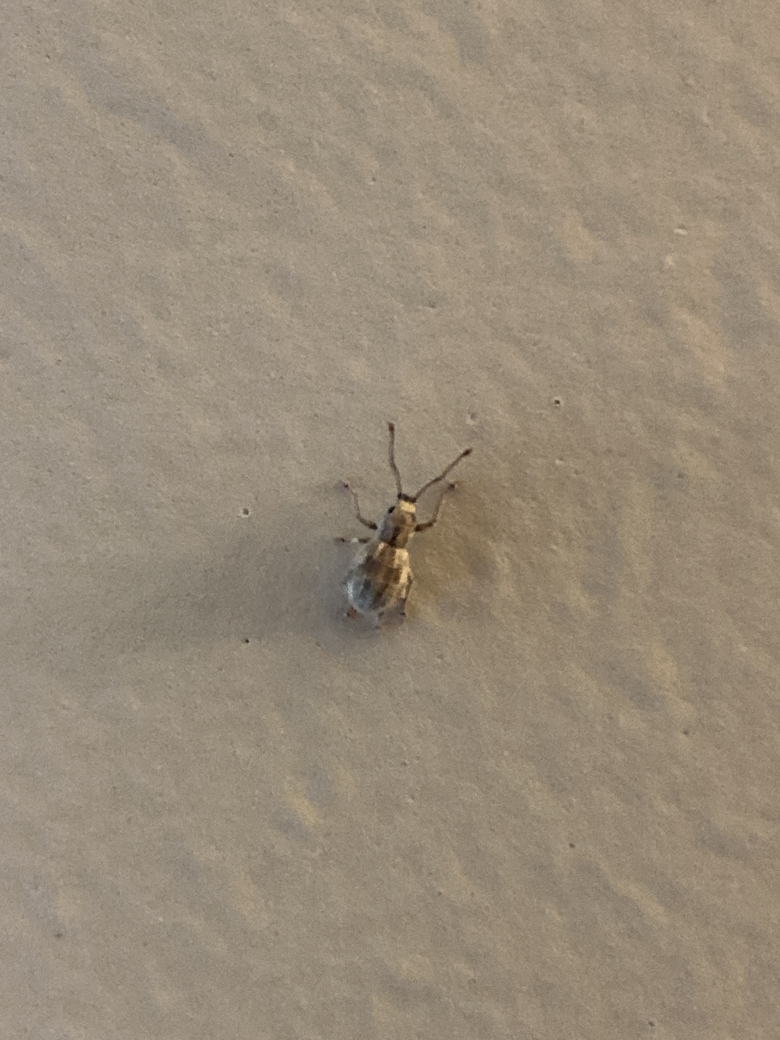 Calomycterus setarius Roelofs, 1873