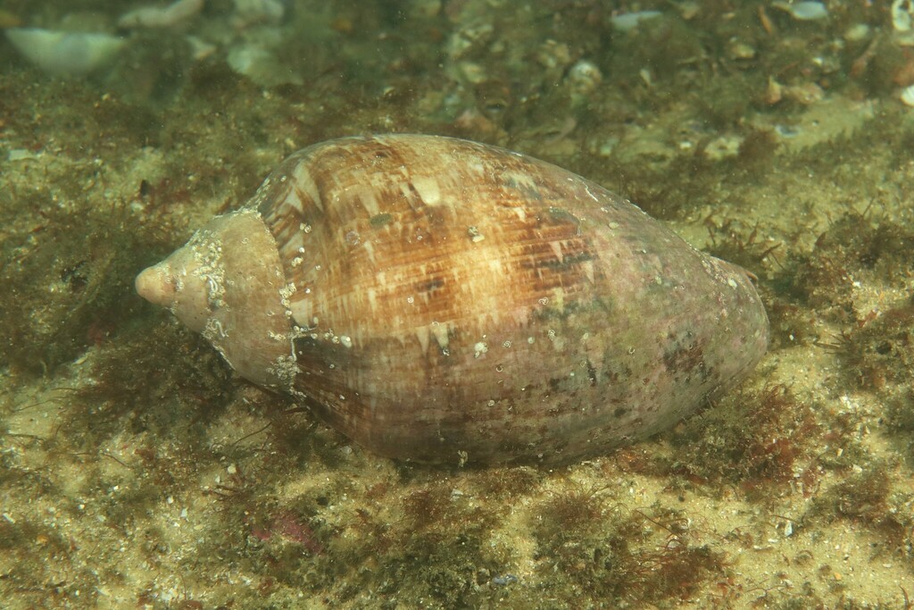 Magnificent Volute from Sydney NSW, Australia on June 18, 2022 at 09:39 ...