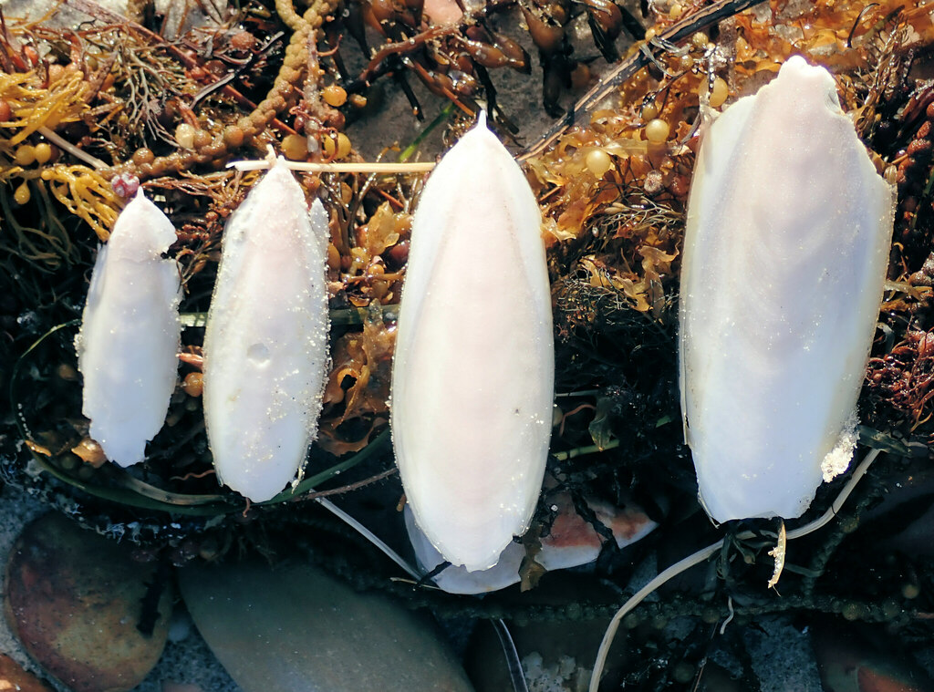 New Holland Cuttlefish from Sellicks Reef, SA, Australia on June 25 ...