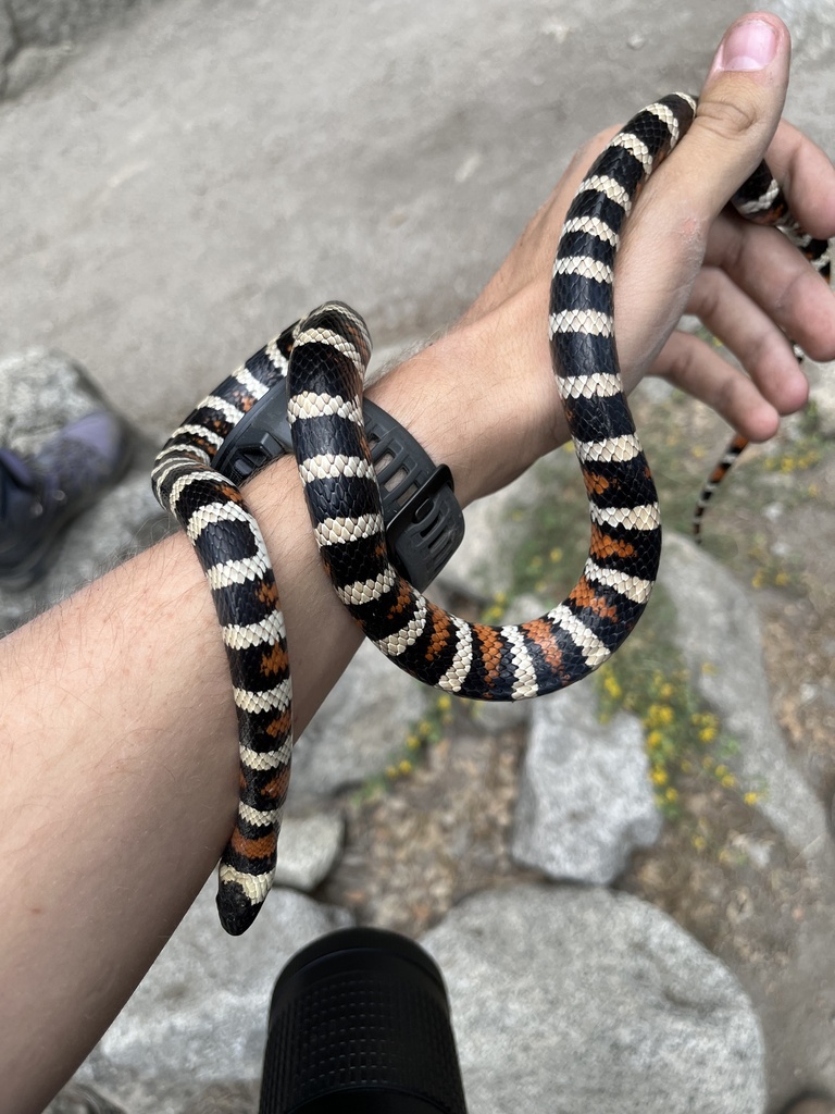 California Mountain Kingsnake in June 2022 by C. Luke Beall · iNaturalist
