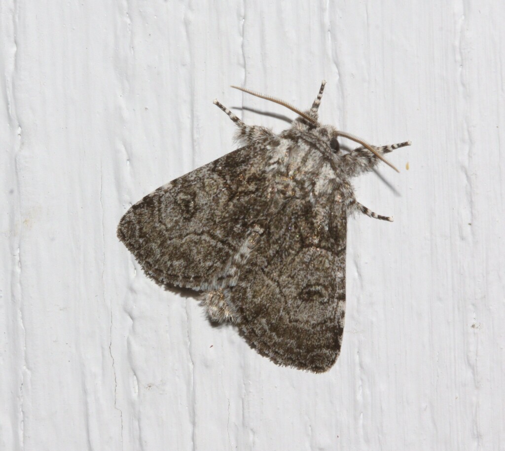 Brother Moth from Pabos, 17 rue Baie-Bleue Le Rocher-Percé, QC, Canada ...