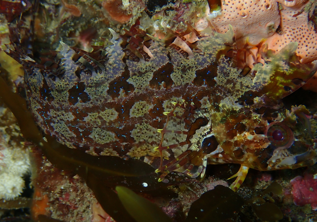 Rosy Weedfish from Encounter Bay SA 5211, Australia on June 17, 2022 at ...