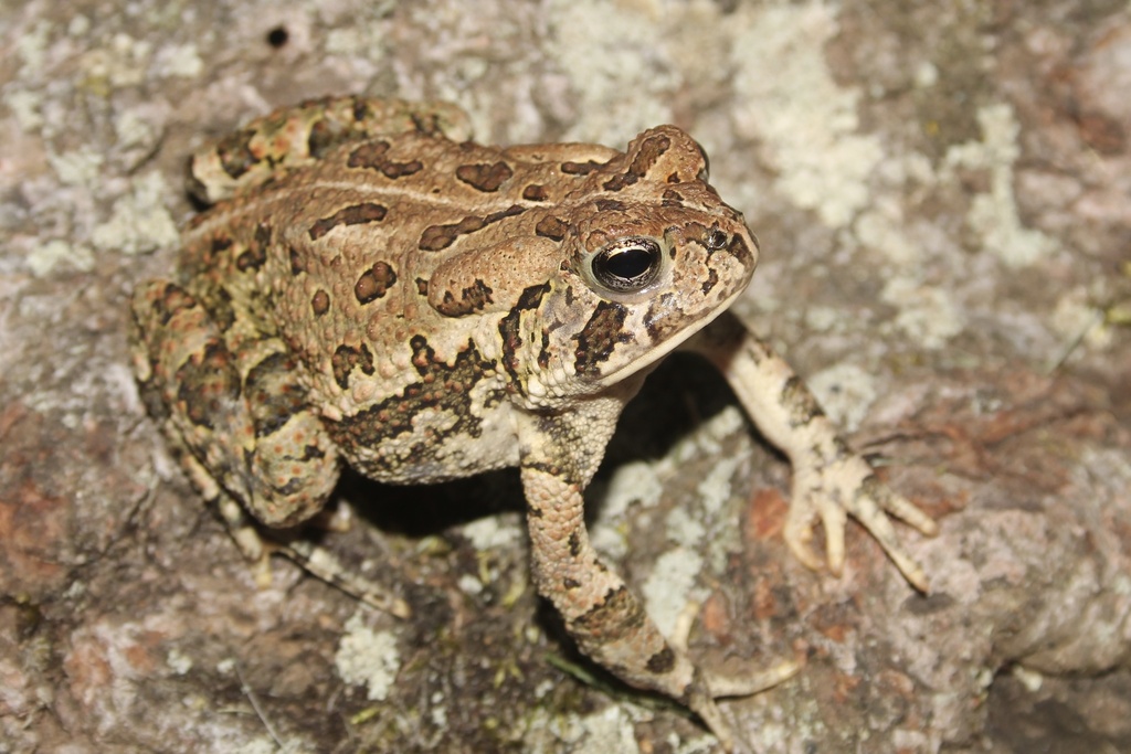 Fowler's Toad (Amphibians of North Park) · iNaturalist