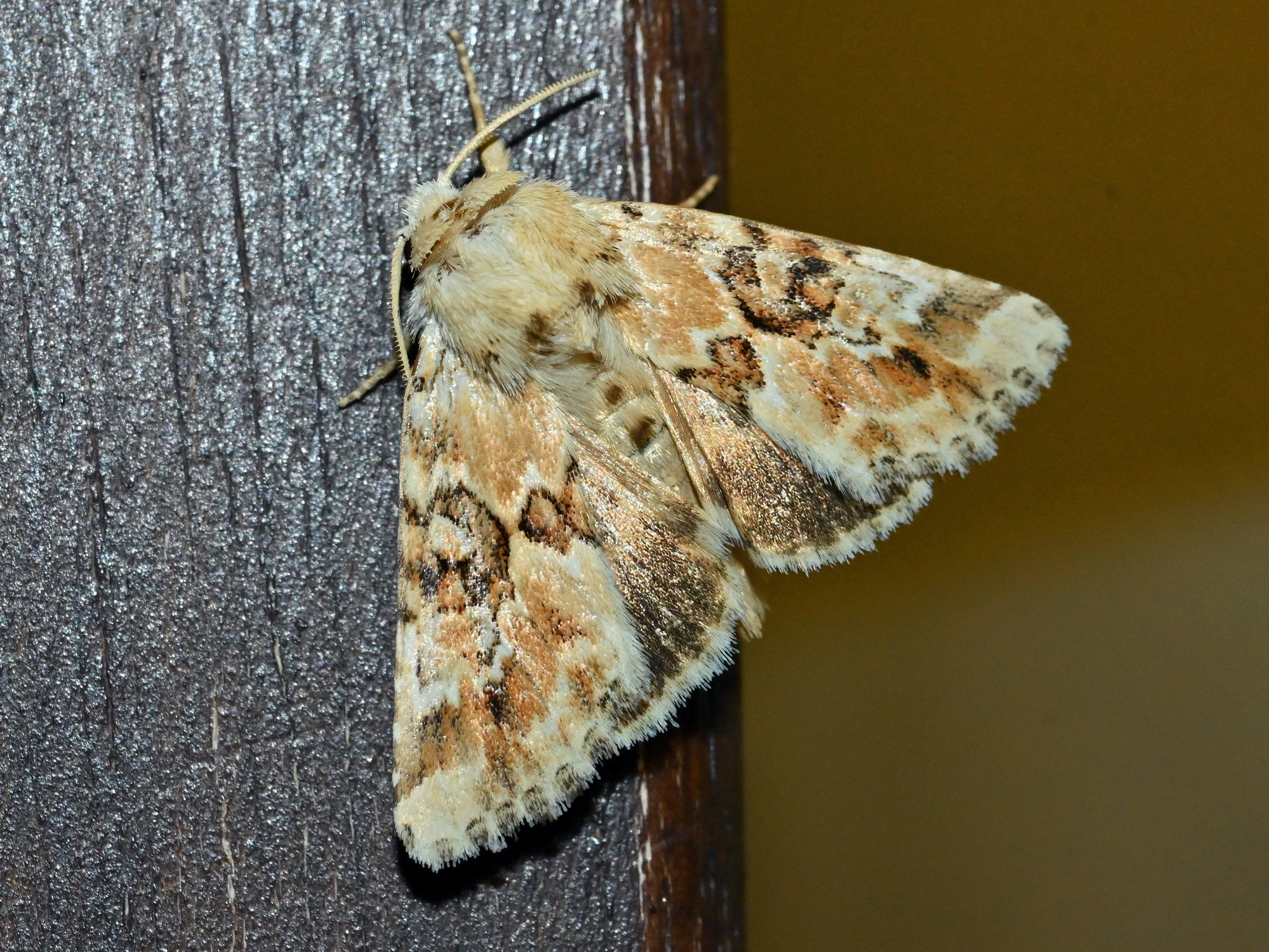 Eremobia ochroleuca (Denis & Schiffermüller), 1775