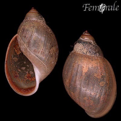 Tadpole Physa (Physa gyrina) · iNaturalist