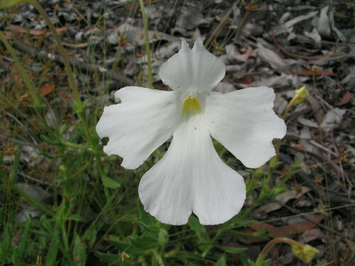 Vandellia macrosiphonia · iNaturalist