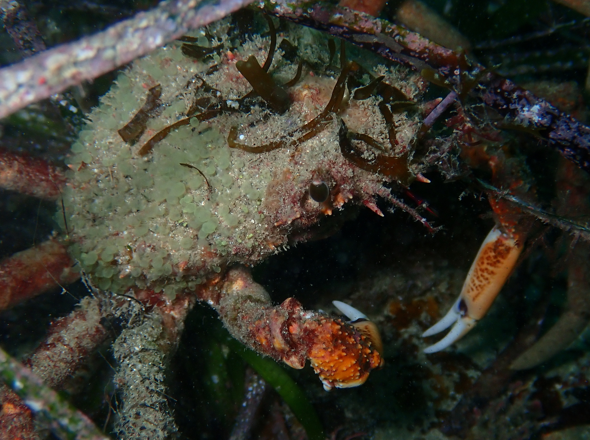 Schizophrys White, 1848