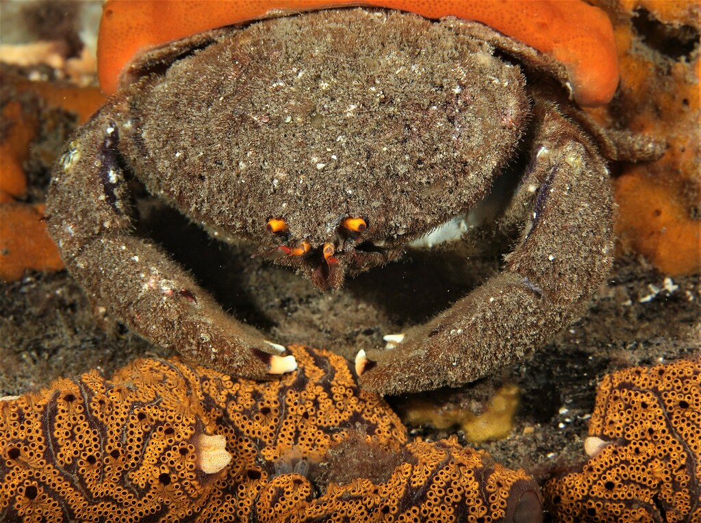 Bristled sponge crab from 5-7 Edith St, Edithburgh SA 5583, Australia ...