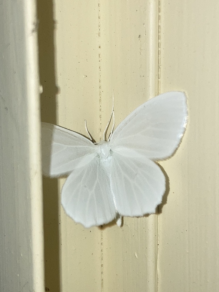 Snowy Geometer Moth from Highland Dr, Marcellus, NY, US on June 24 ...