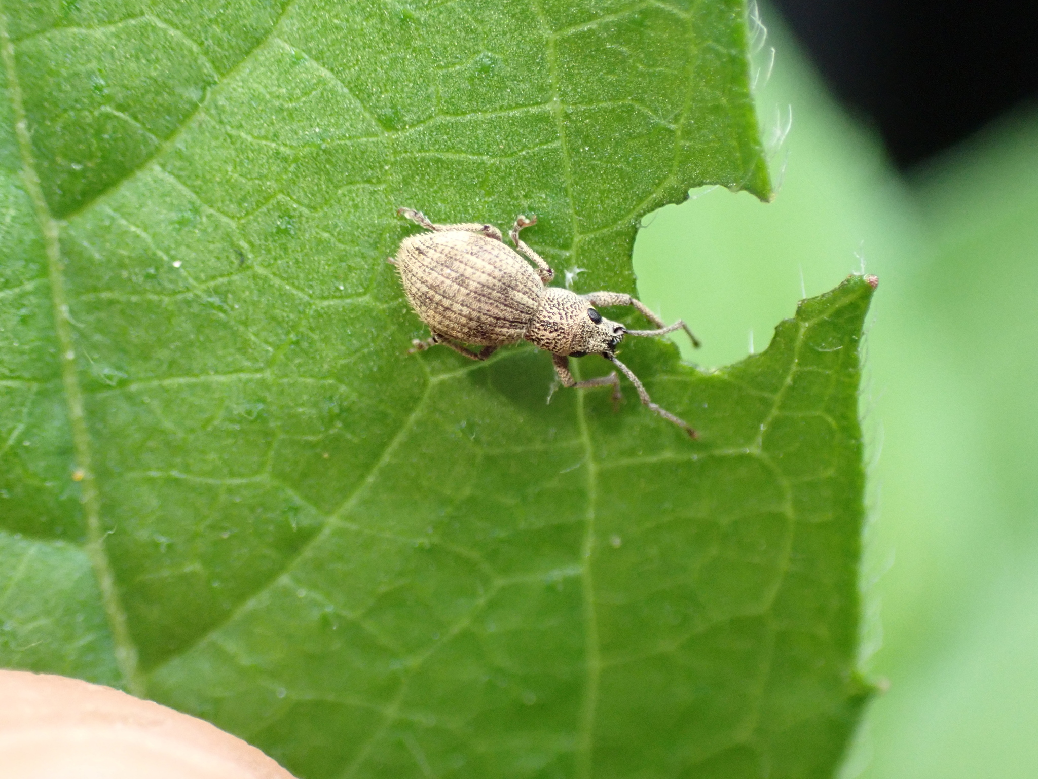Calomycterus setarius Roelofs, 1873