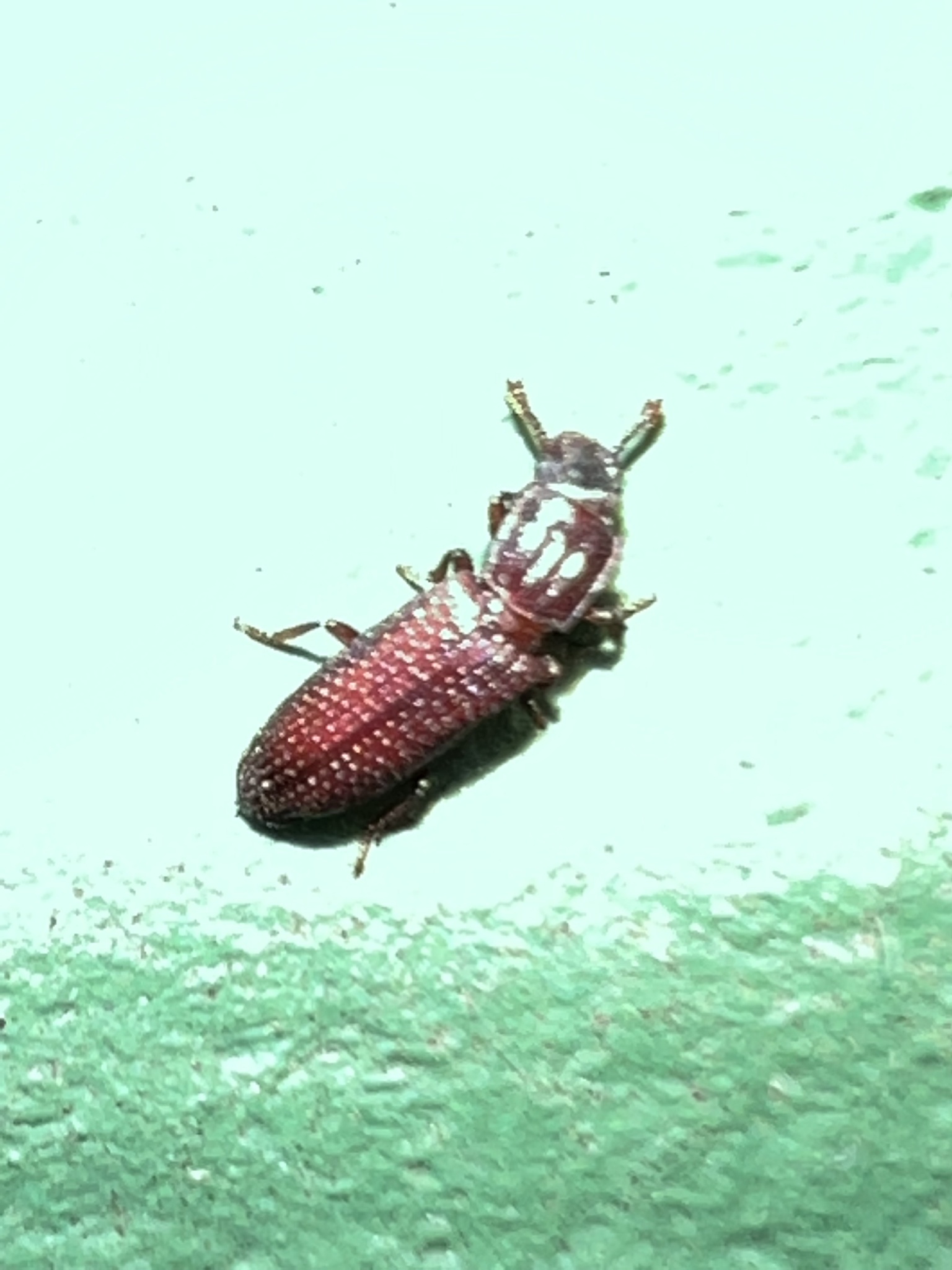 Pycnomerus Erichson, 1842