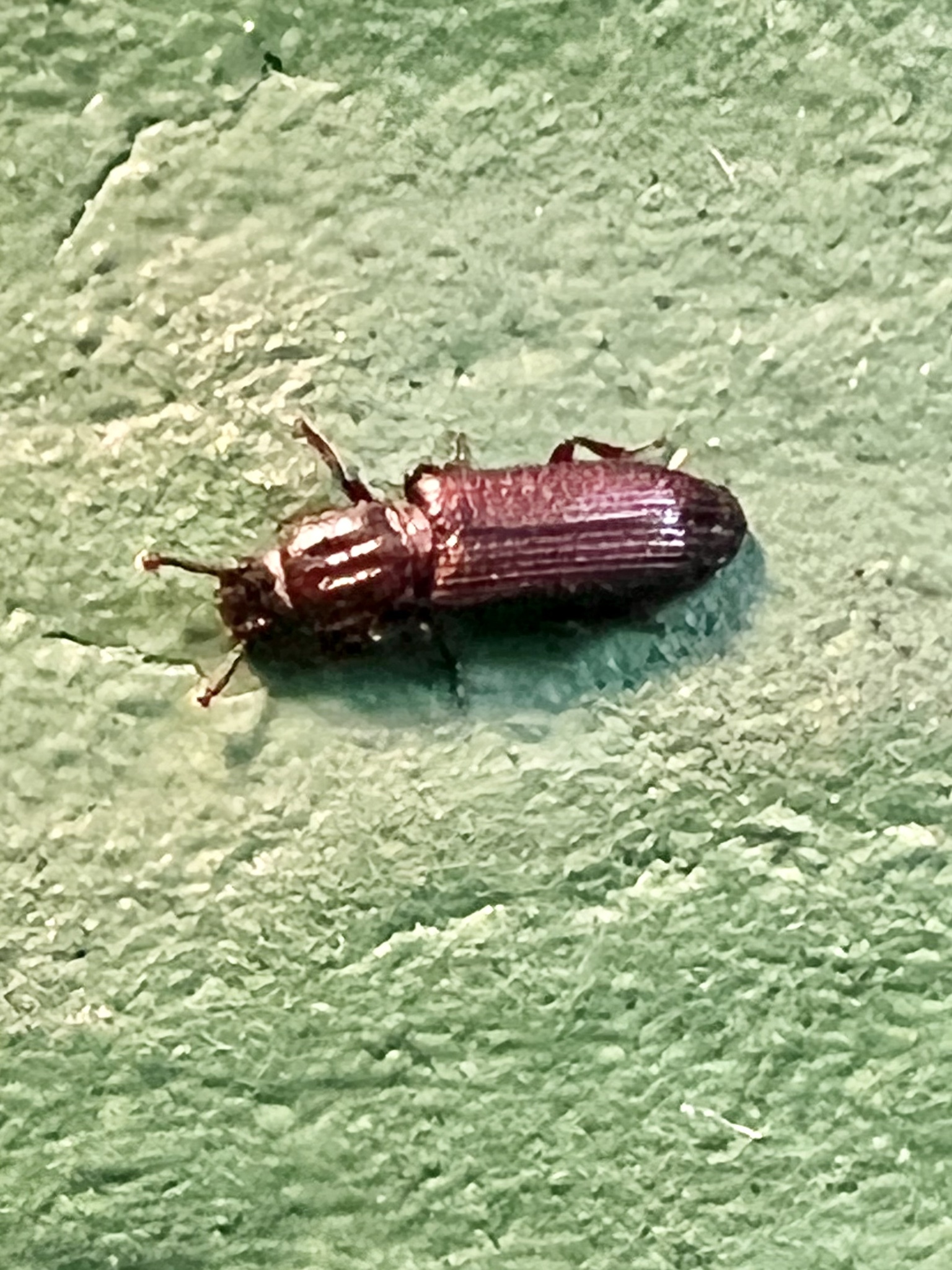 Pycnomerus Erichson, 1842