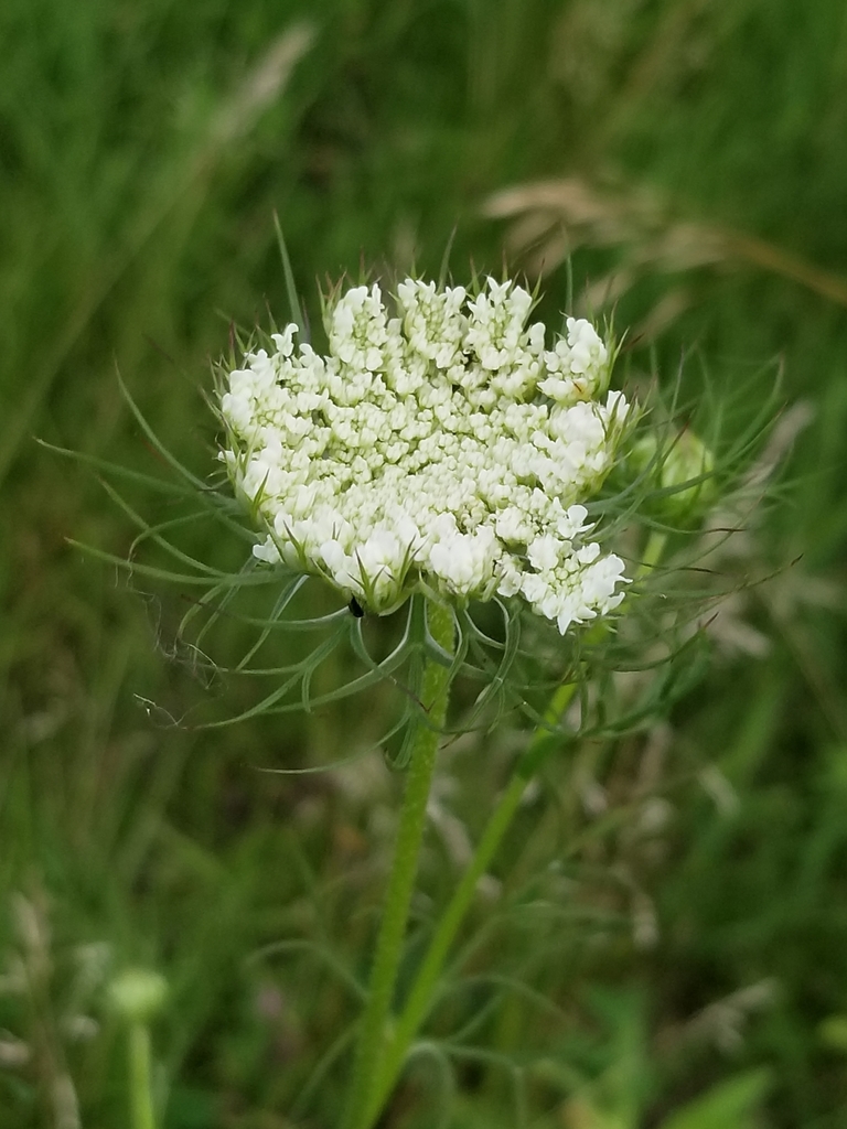 wild carrot from S Coldwater Rd, Elwood, IL 60421, USA on July 4, 2018 ...