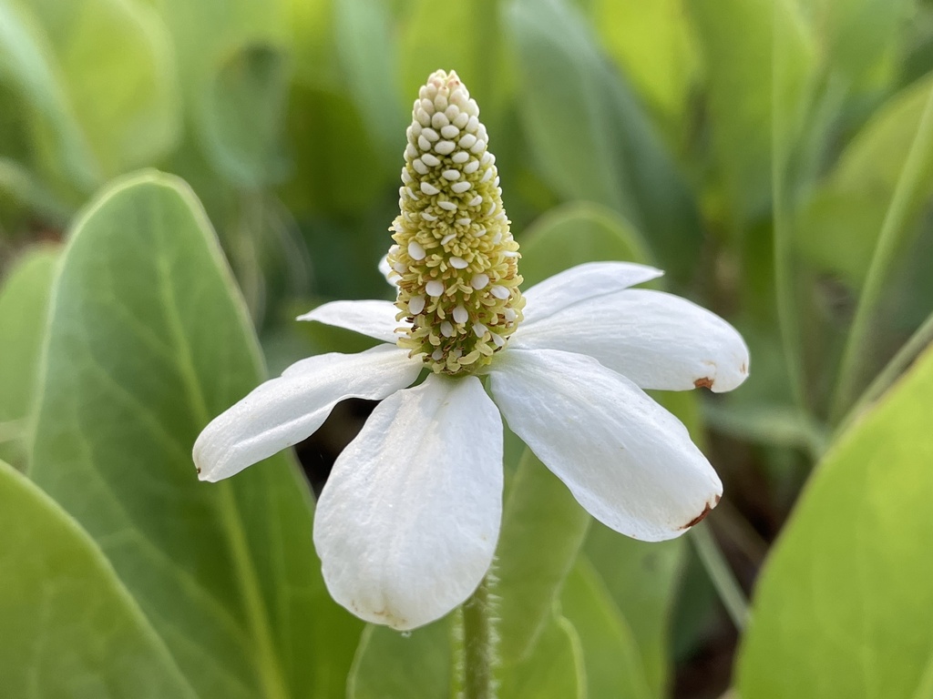 Yerba Mansa from Alamo, NV, US on June 24, 2022 at 04:48 PM by Bobby ...