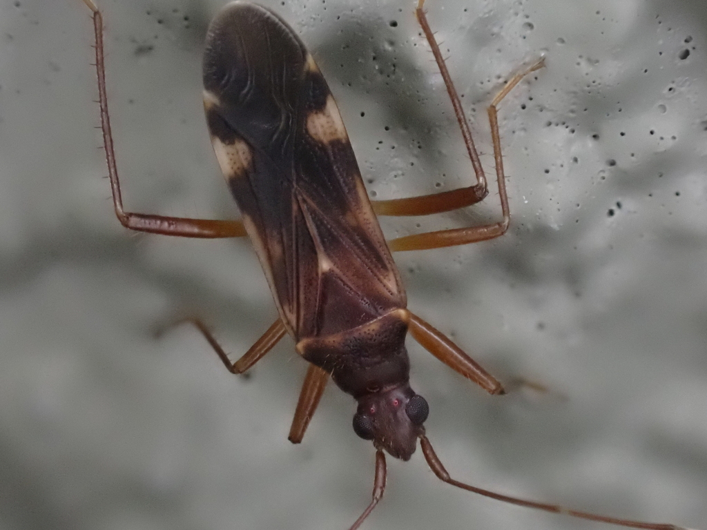 Ozophora trinotata from Loughman, FL, USA on June 24, 2022 at 09:27 PM ...