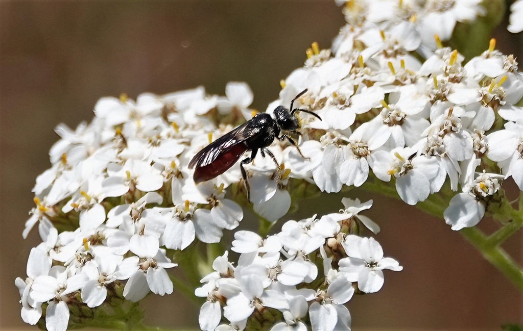 Blood Bees from Nanaimo, BC, Canada on June 24, 2022 at 12:43 PM by ...