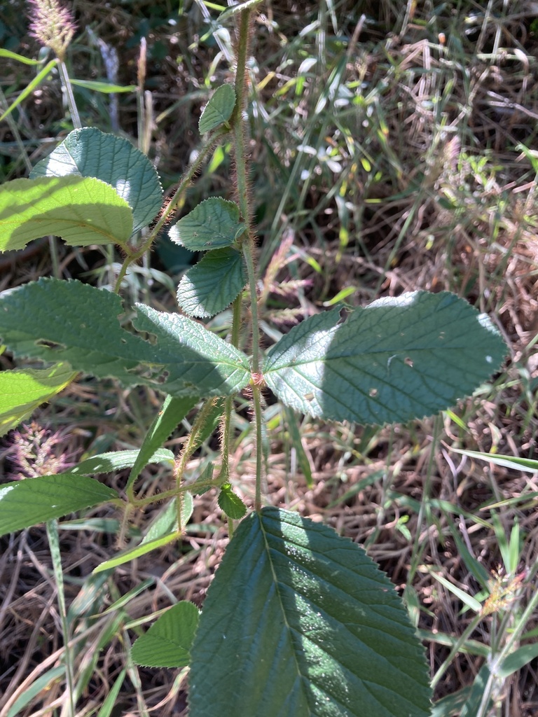 Yellow Himalayan Raspberry from Kurrajong Ct, Beerwah, QLD, AU on June ...