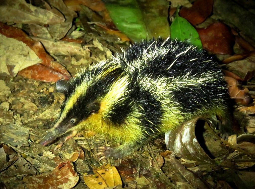 Tenrecs (Tenrecidae) - Know Your Mammals
