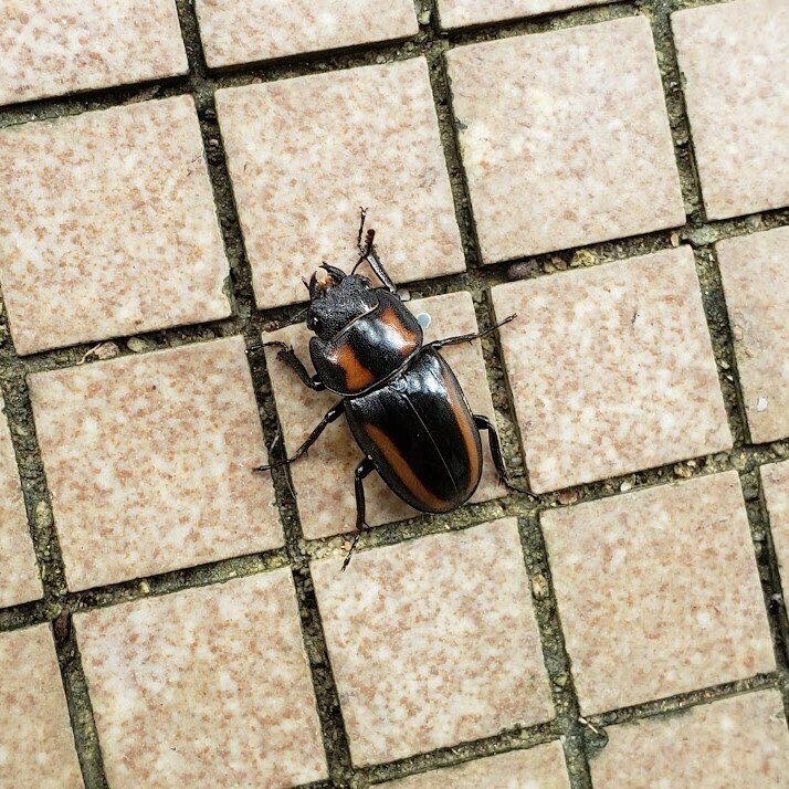 Prosopocoilus biplagiatus from Tai Po Kau Headland Conservation Area ...