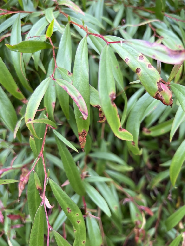 Myrtle Rust from Queenspoint Cr, Queenscliff, VIC, AU on June 25, 2022 ...