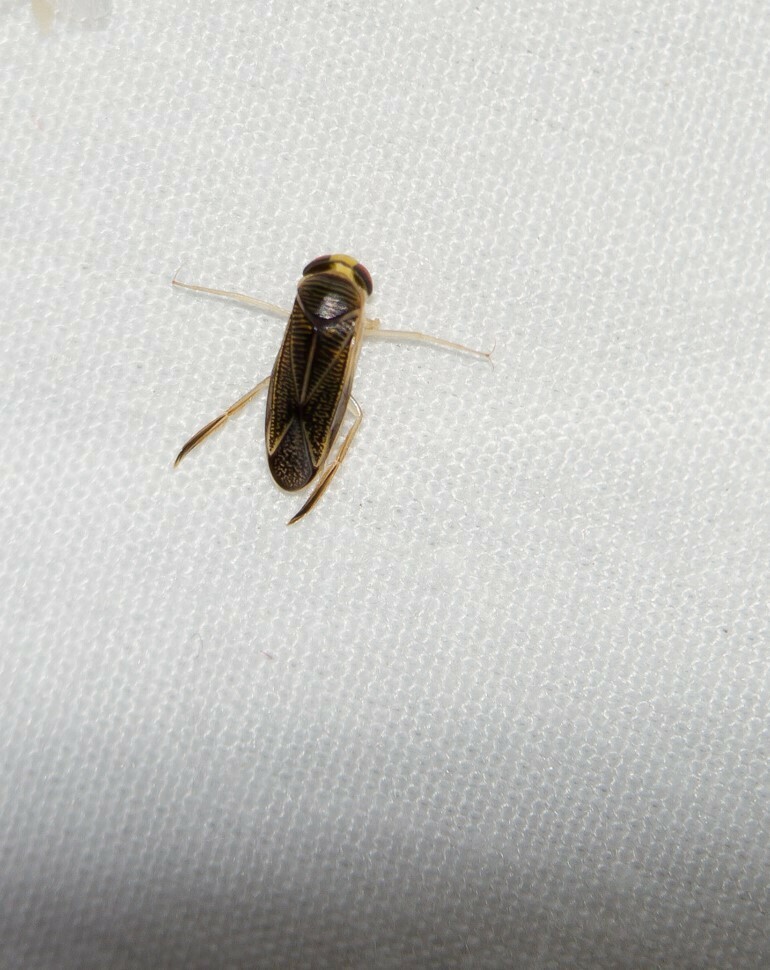 Sigara in June 2022 by Stella Tea · iNaturalist