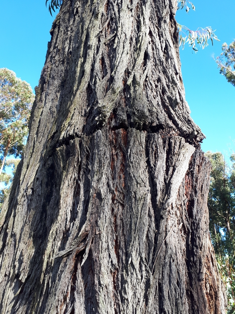 Silvertop Ash from Gembrook VIC 3783, Australia on June 25, 2022 at 01:49 PM by Montgomery Hall ...