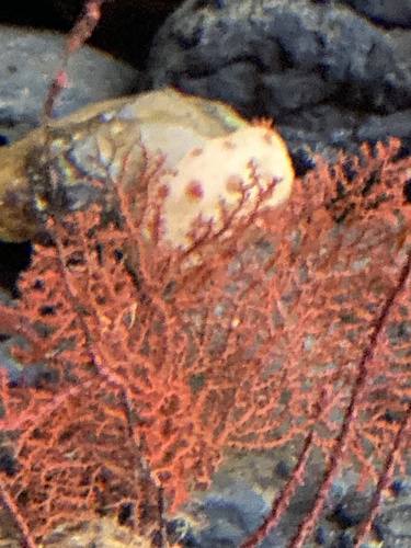 Swiftia kofoidi · iNaturalist United Kingdom